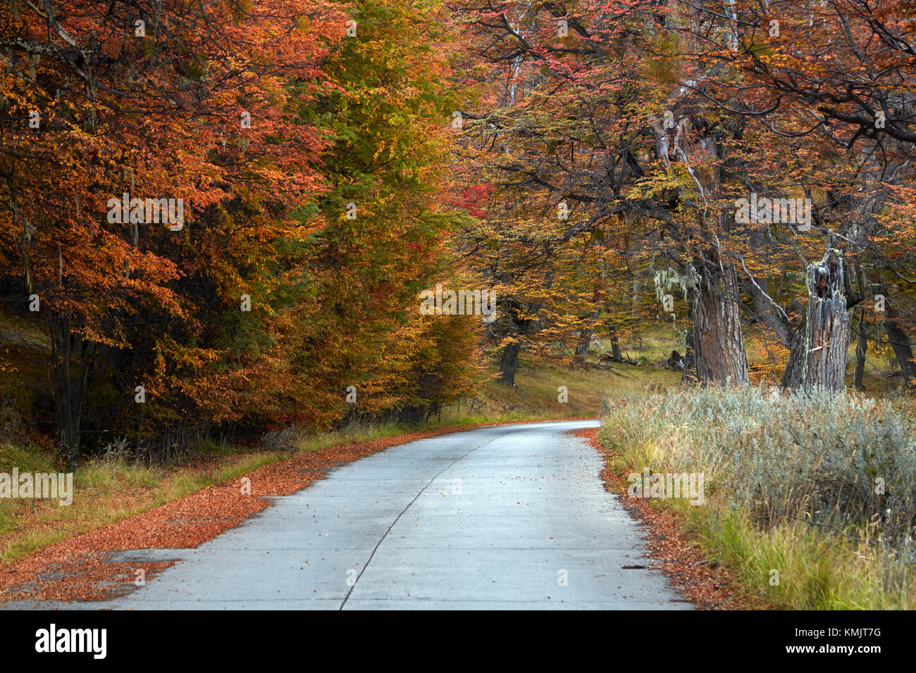 Lenga tree hi-res stock photography and images - Alamy