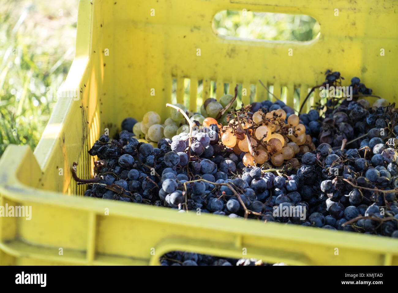 Red green grapes harvesting hi-res stock photography and images - Alamy