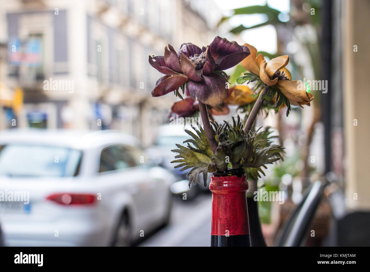 Foreground plants hi-res stock photography and images - Alamy