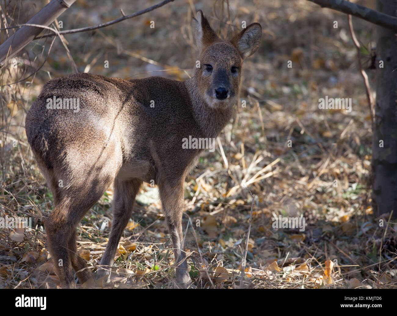 Chinese water deer Stock Photo - Alamy