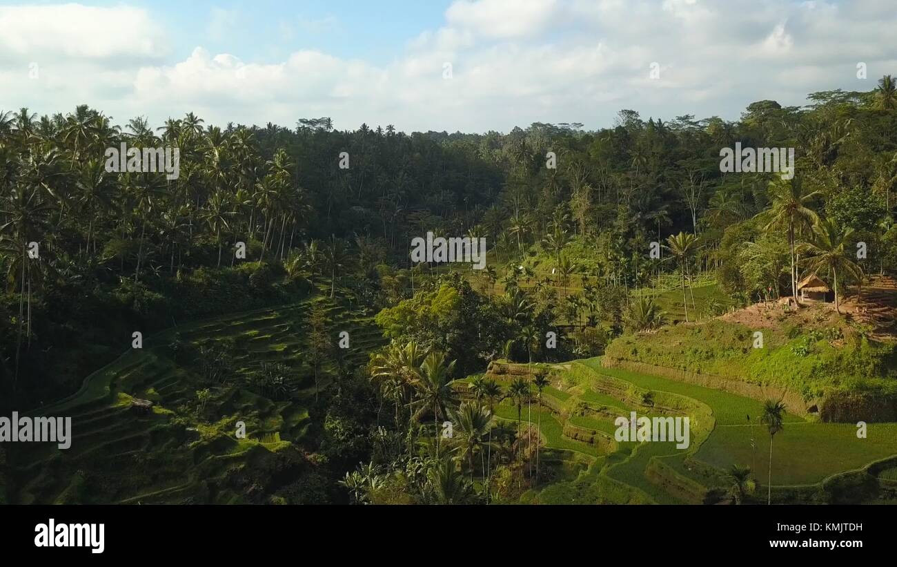 green rice terrace in the city of ubud bali indonesia Stock Photo - Alamy