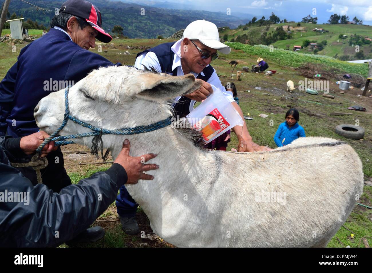 Washing donkey - LAS CRUCES de PORCON BAJO - Palm Sunday in CAJAMARCA ...