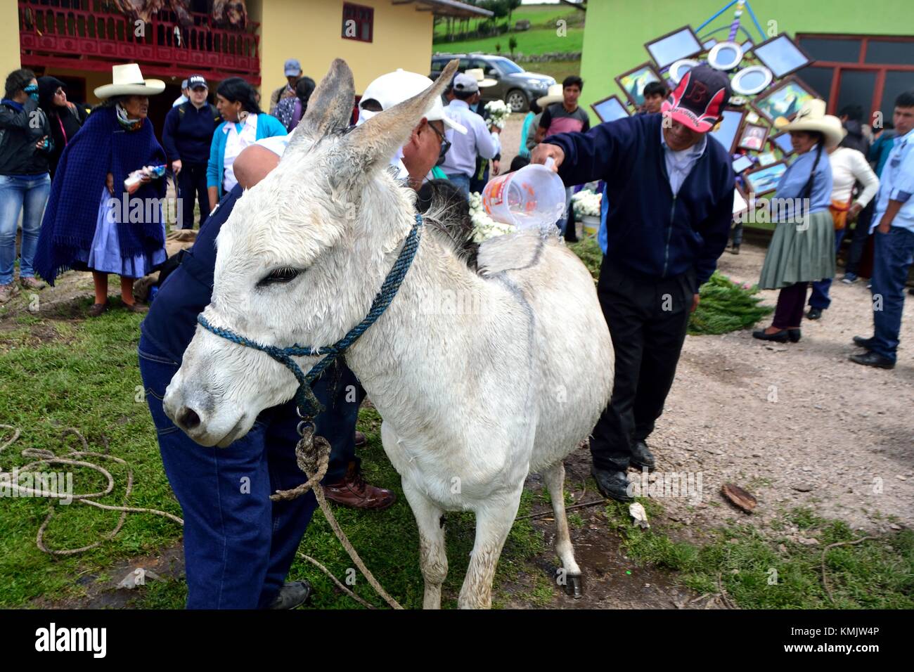 Washing donkey - LAS CRUCES de PORCON BAJO - Palm Sunday in CAJAMARCA ...