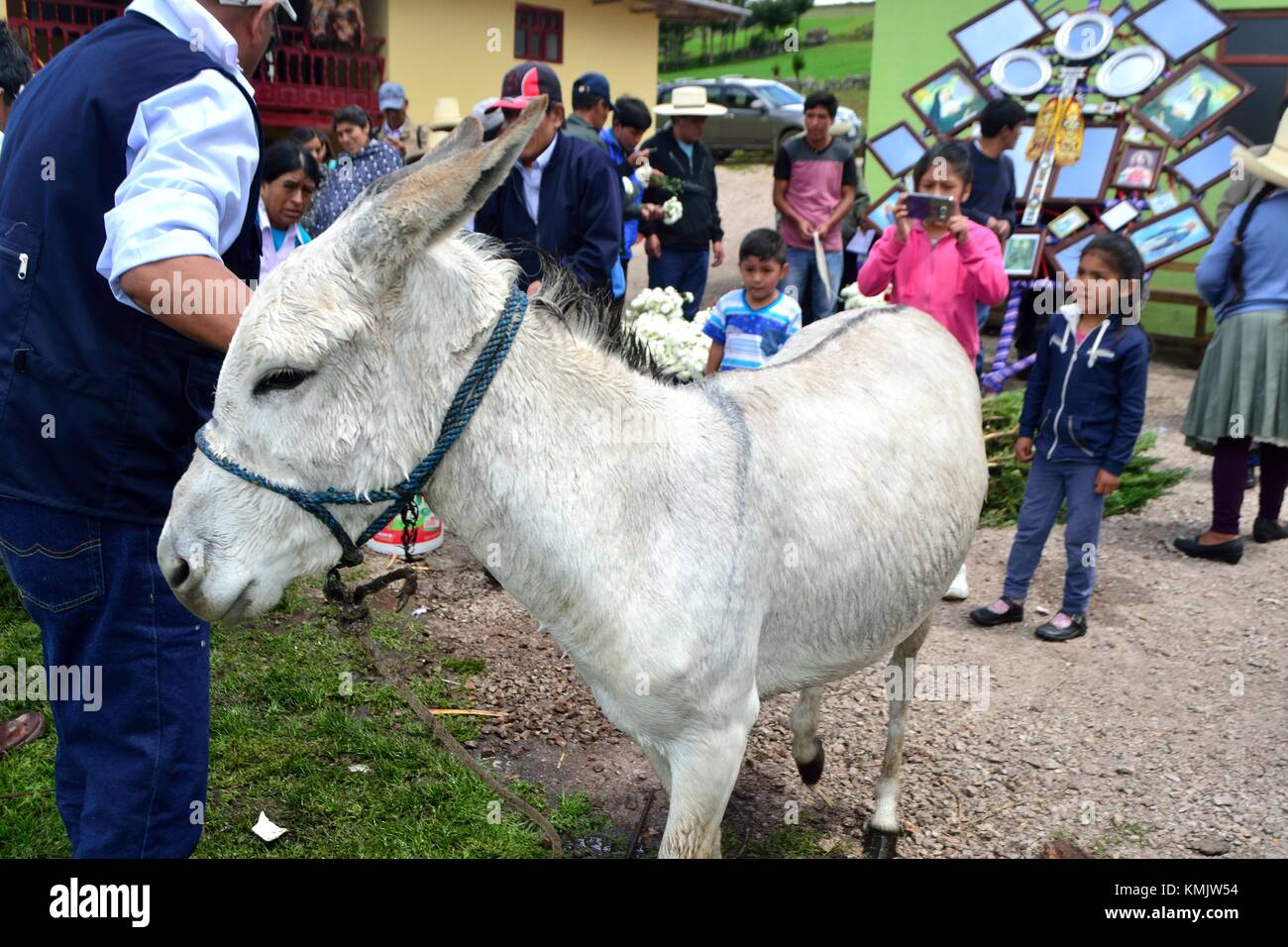 Washing donkey - LAS CRUCES de PORCON BAJO - Palm Sunday in CAJAMARCA ...