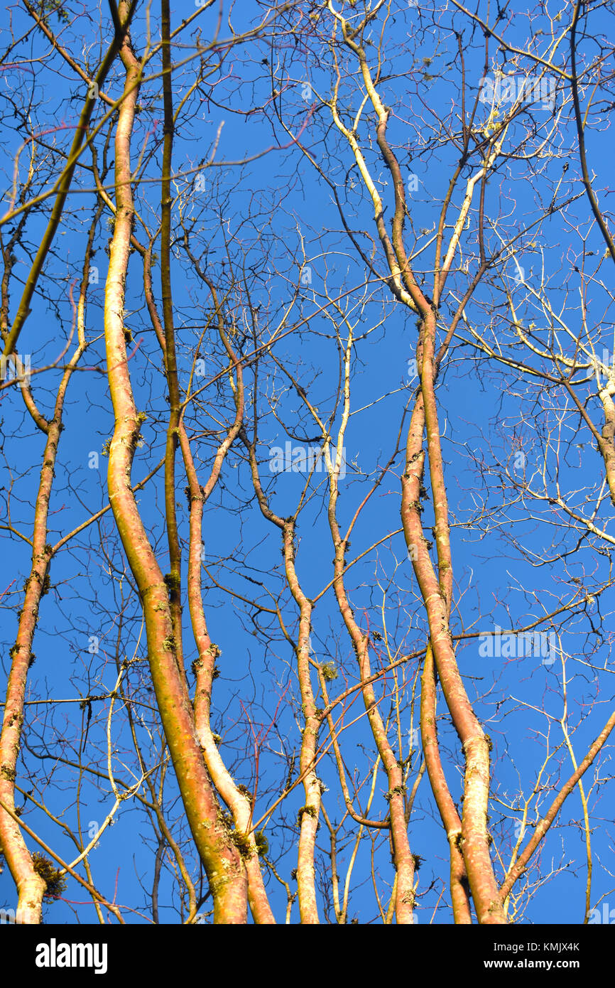 Bare tree branches against a blue sky at Lake Samish Park in Bellingham ...