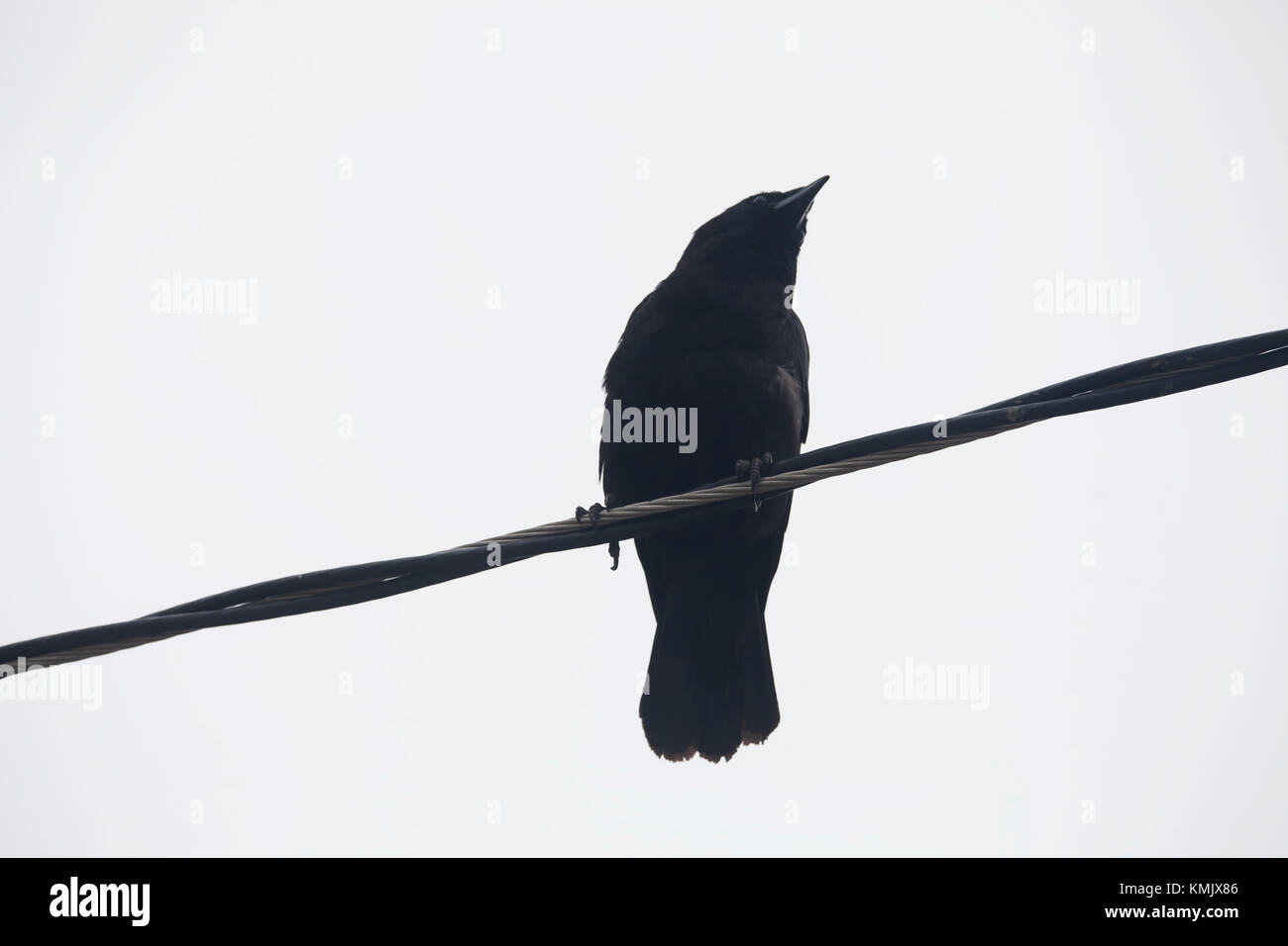 Crow on a wire hi-res stock photography and images - Alamy