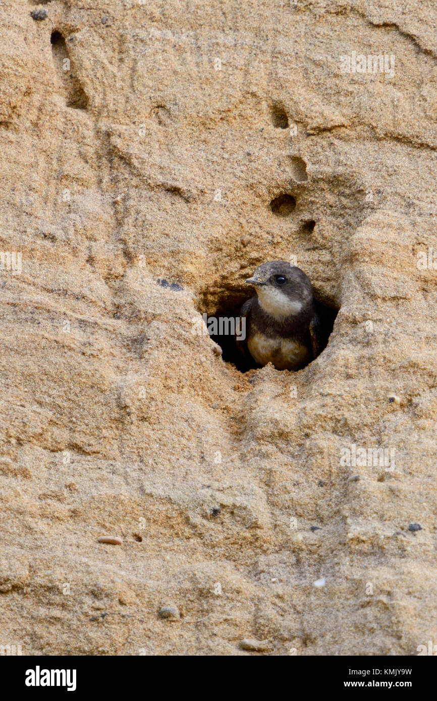Sand Martin / Bank Swallow / Uferschwalbe ( Riparia riparia) watching ...