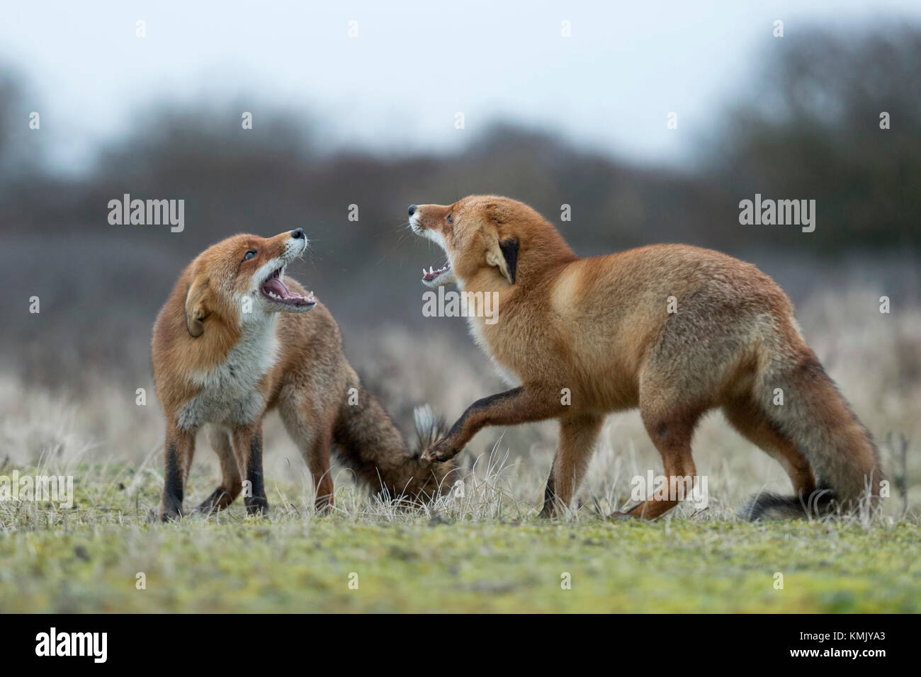 Foxes Mating High Resolution Stock Photography and Images - Alamy