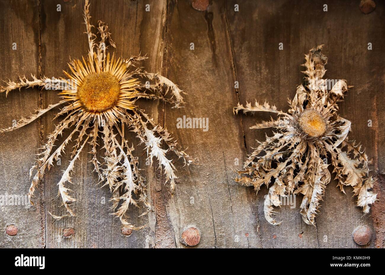 Eguzkilorea, Sunflower, Medieval town, Segura, Gipuzkoa, Basque Country ...