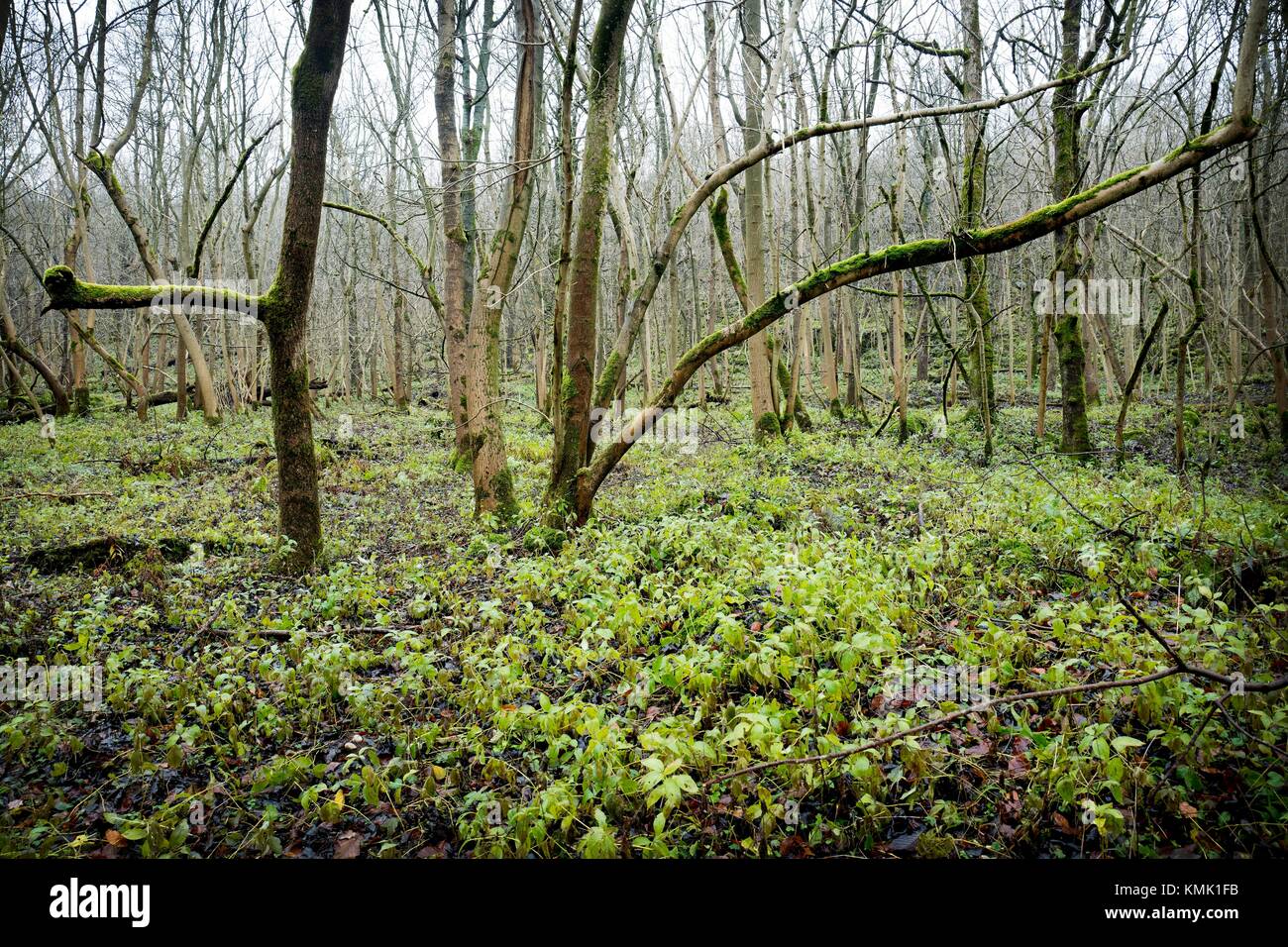 Trees and moss in a forest in autumn. Grass Wood, Grassington, Skipton ...