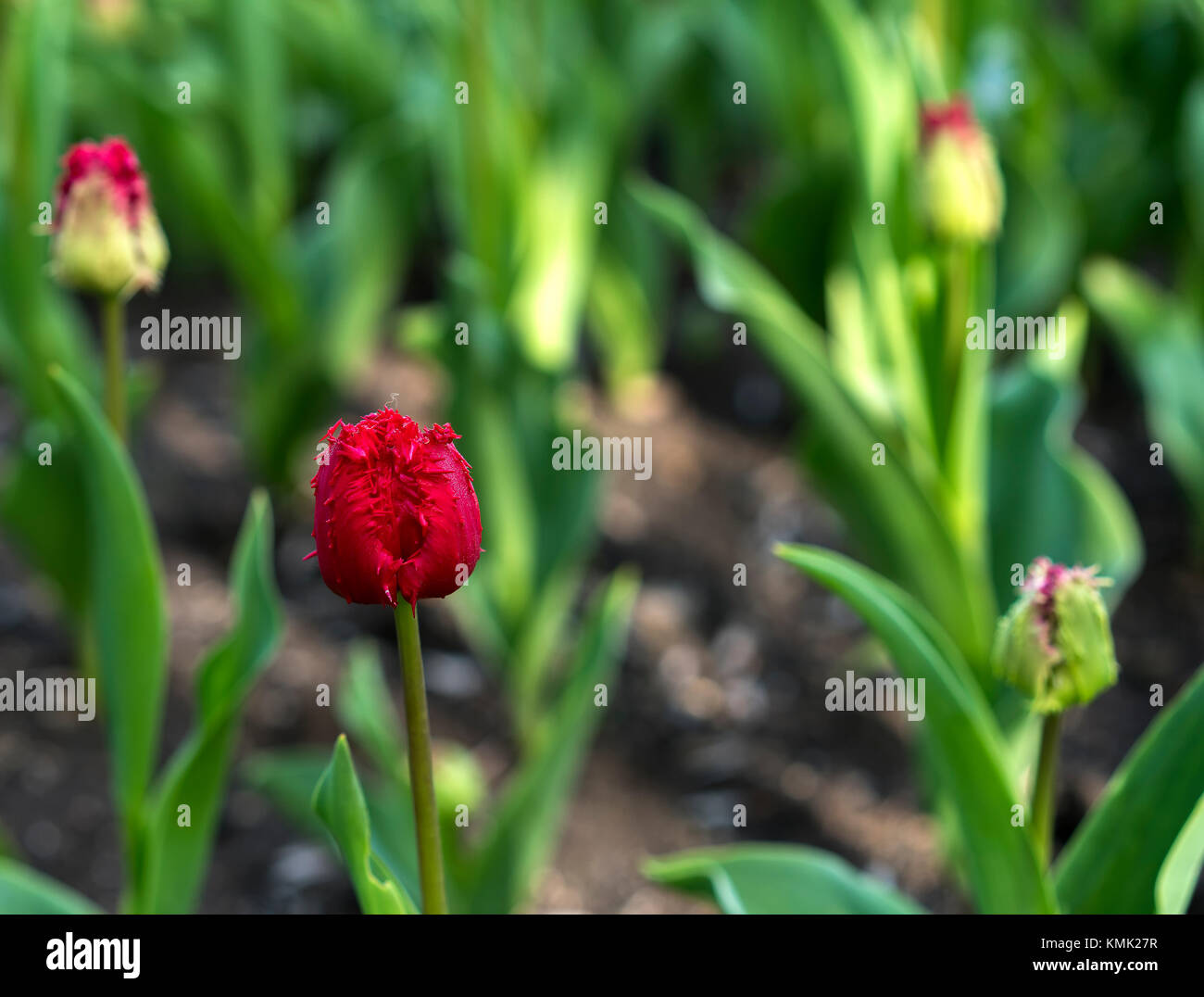 red tulip, close up view Stock Photo - Alamy
