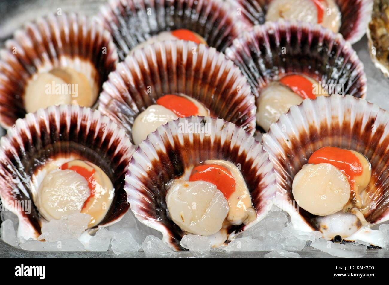 Mollusc family hi-res stock photography and images - Alamy