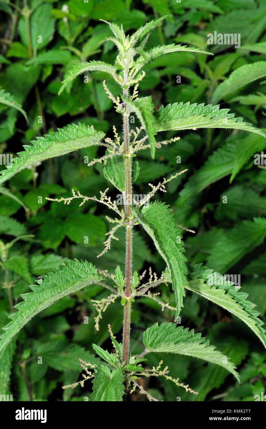 Urticaceae Family High Resolution Stock Photography and Images - Alamy