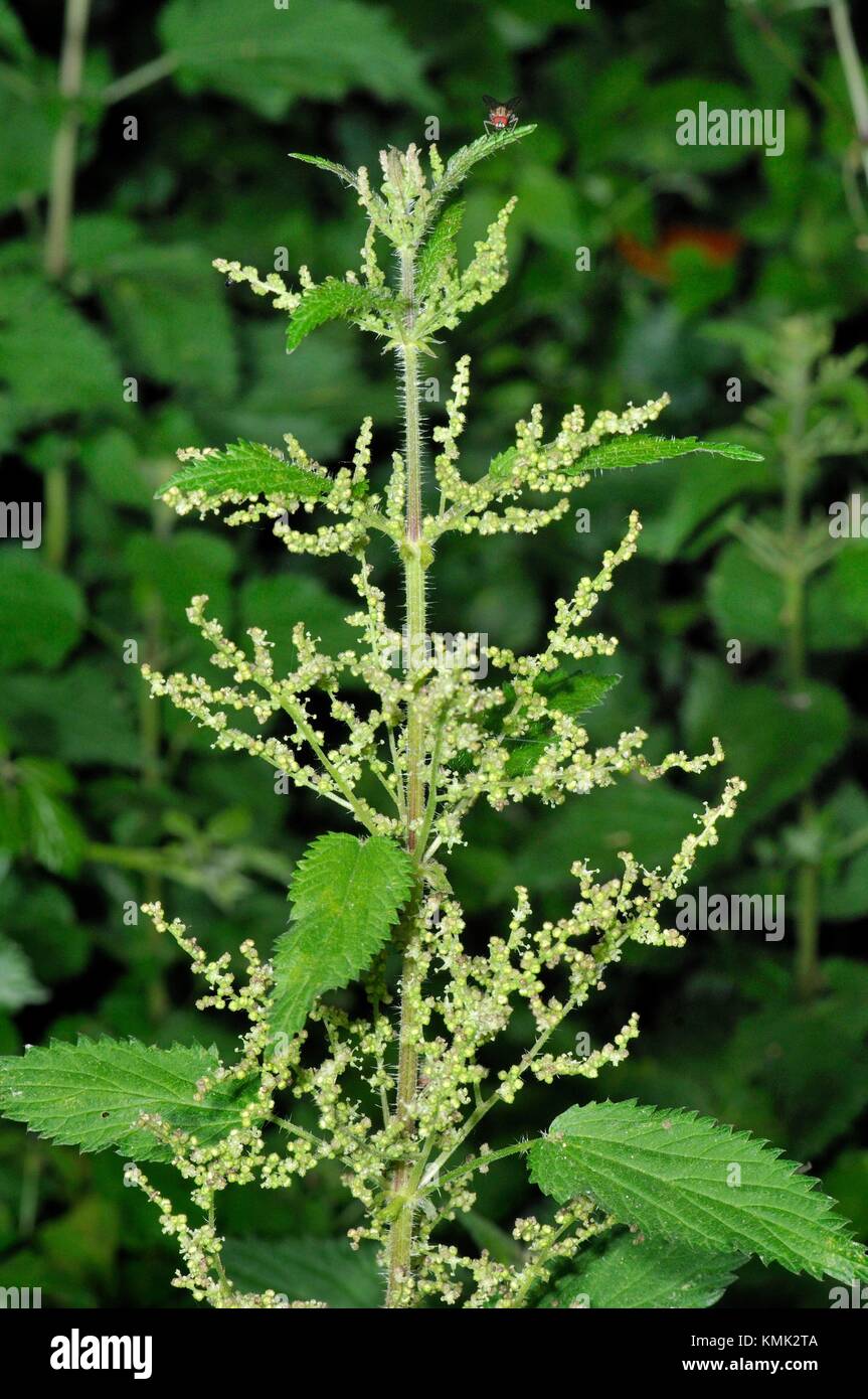 Urticaceae family hi-res stock photography and images - Alamy