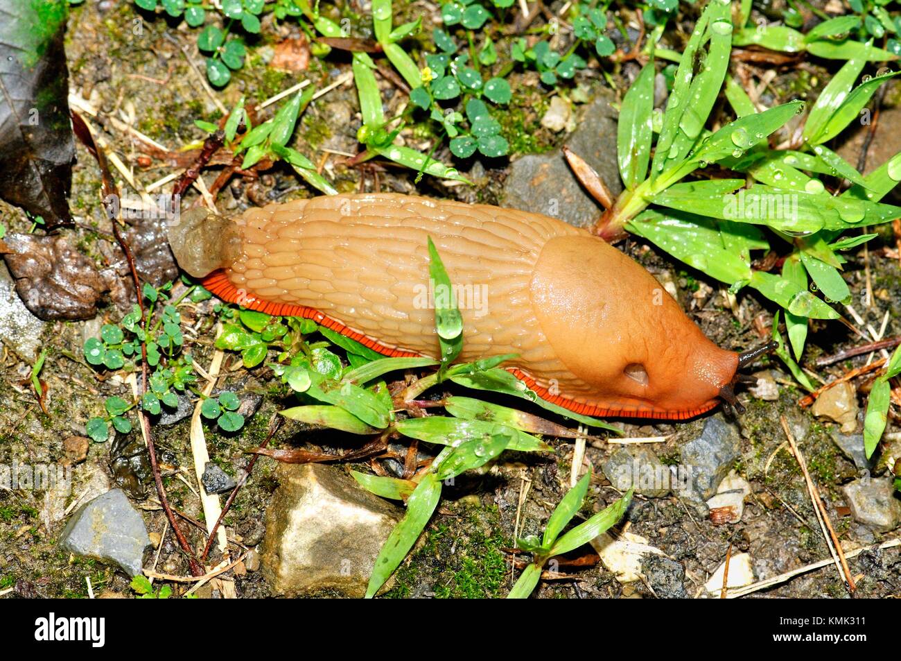 Apparently shell less hi-res stock photography and images - Alamy