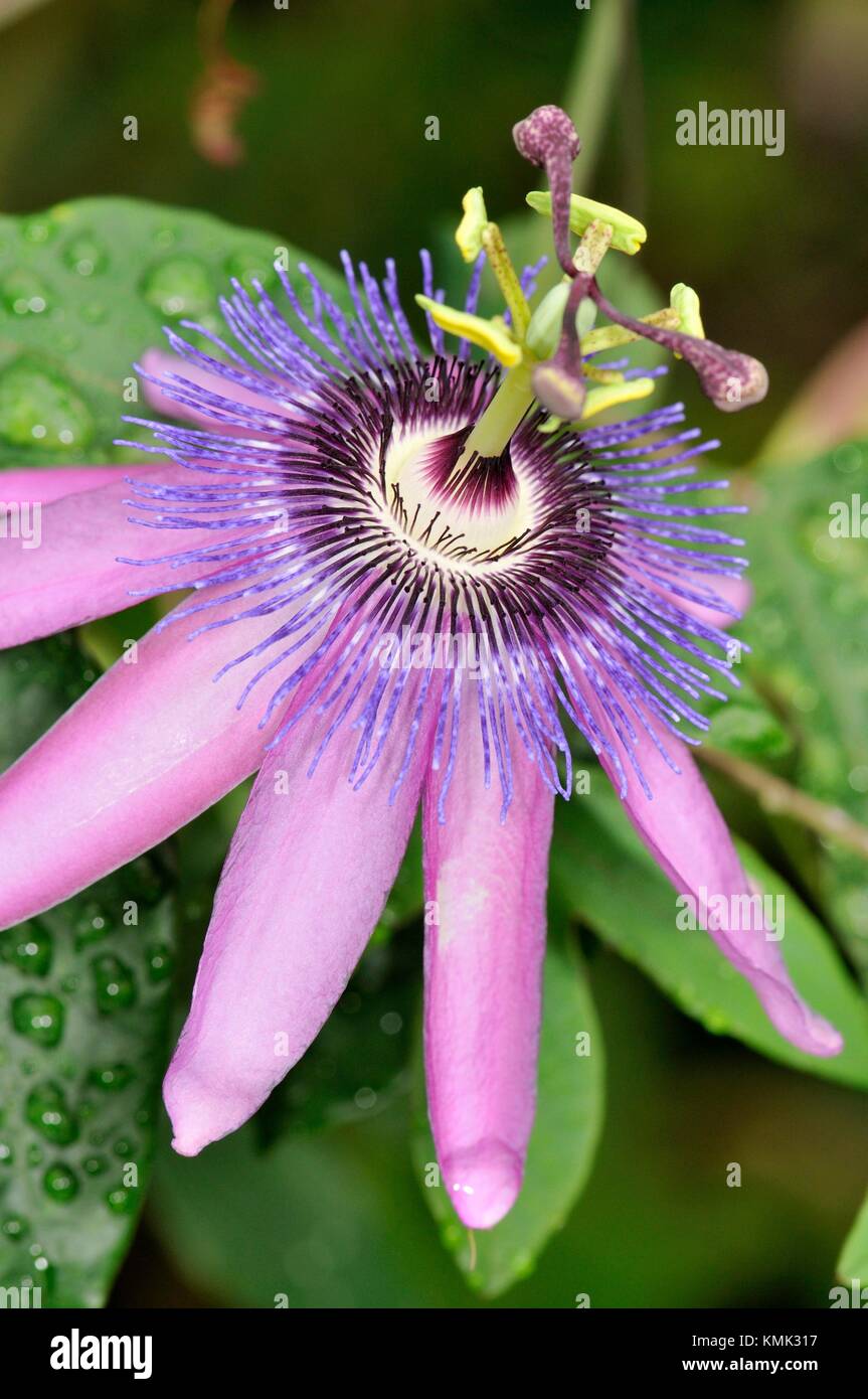 Passifloraceae family hi-res stock photography and images - Alamy