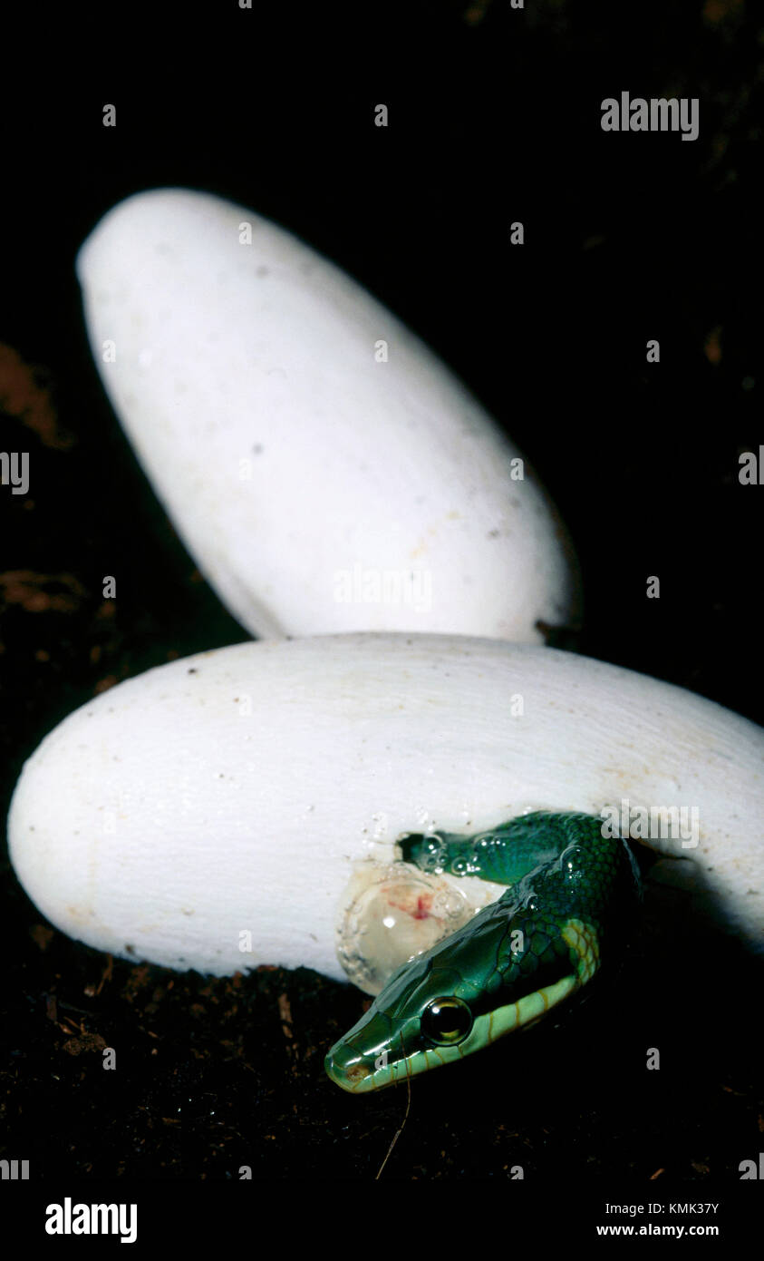 Red tailed racer snake hi-res stock photography and images - Alamy