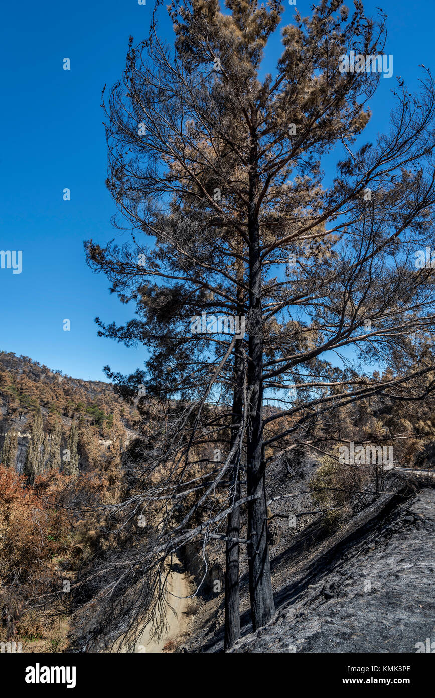 Burned pine trees after a forest fire at Solea area in Troodos ...