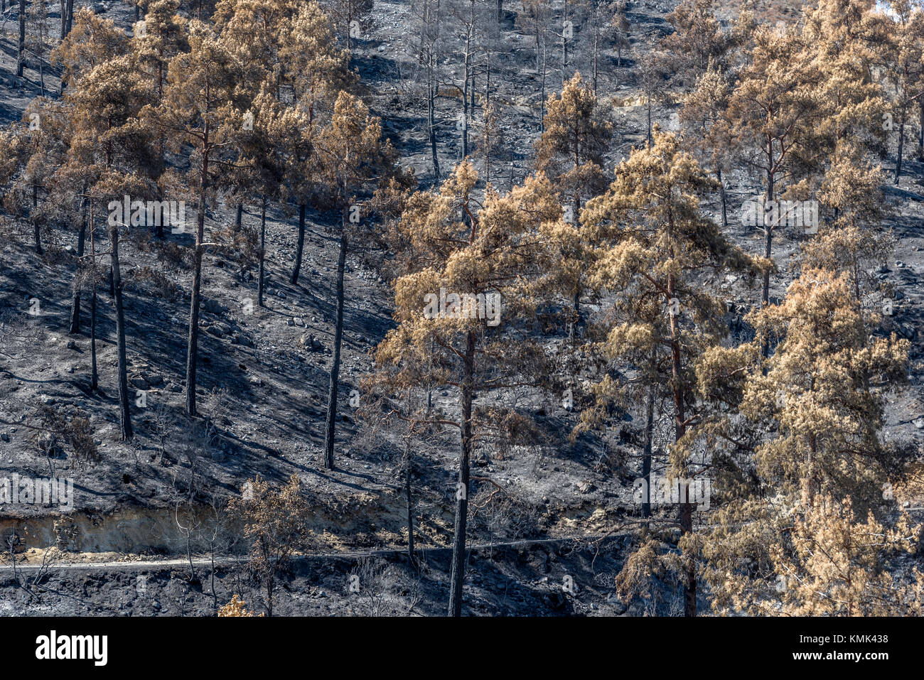Burned pine trees after a forest fire at Solea area in Troodos ...