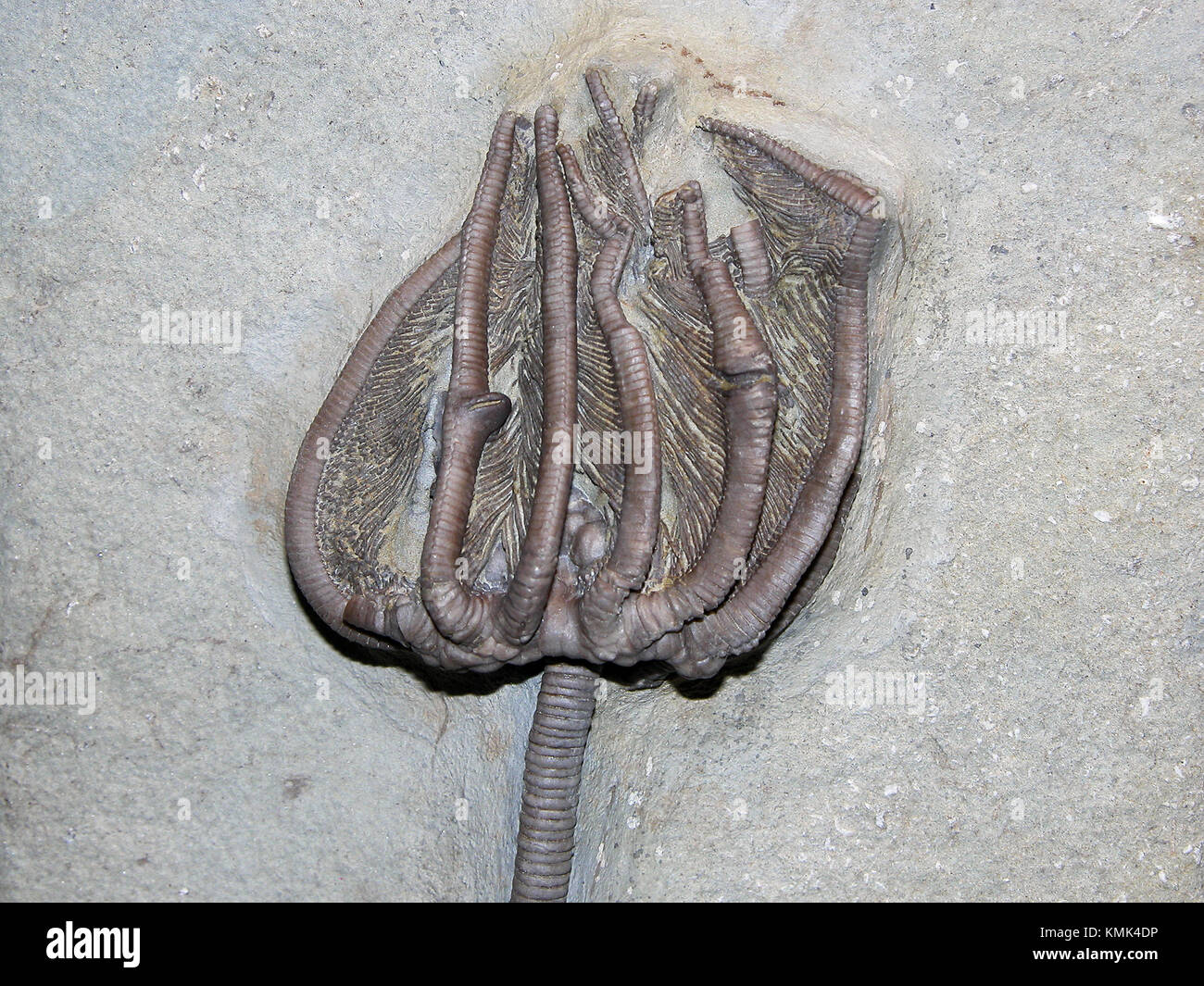 Crinoid calyx hi-res stock photography and images - Alamy