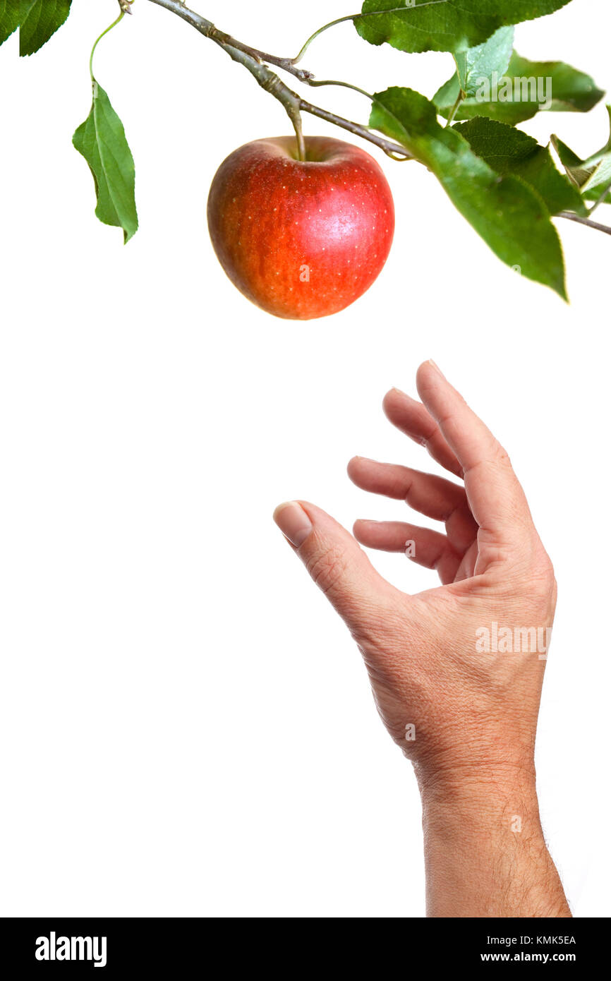 Hand picking an apple on a branch. Isolated on a white background Stock ...