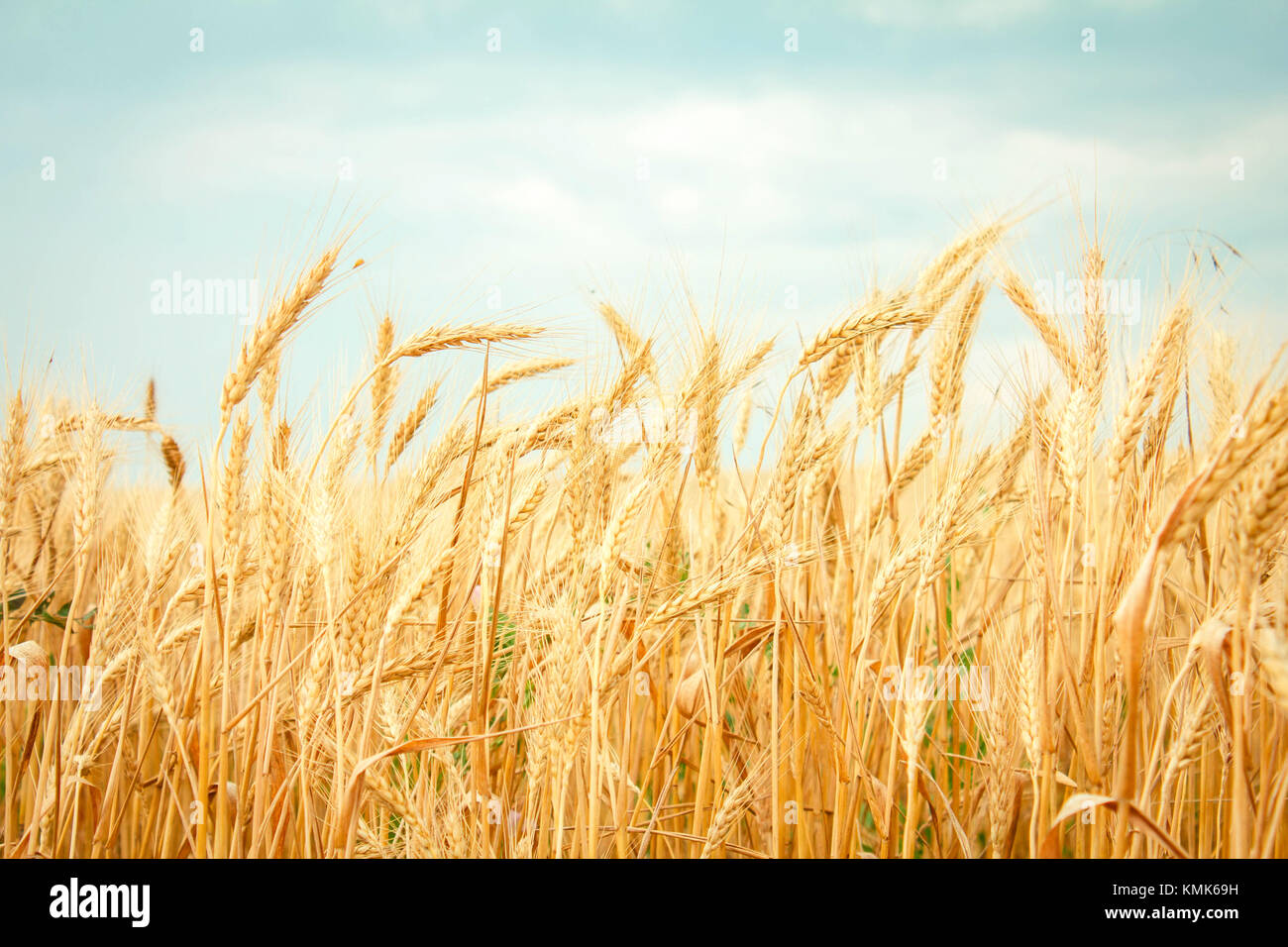wheat on the field Stock Photo - Alamy