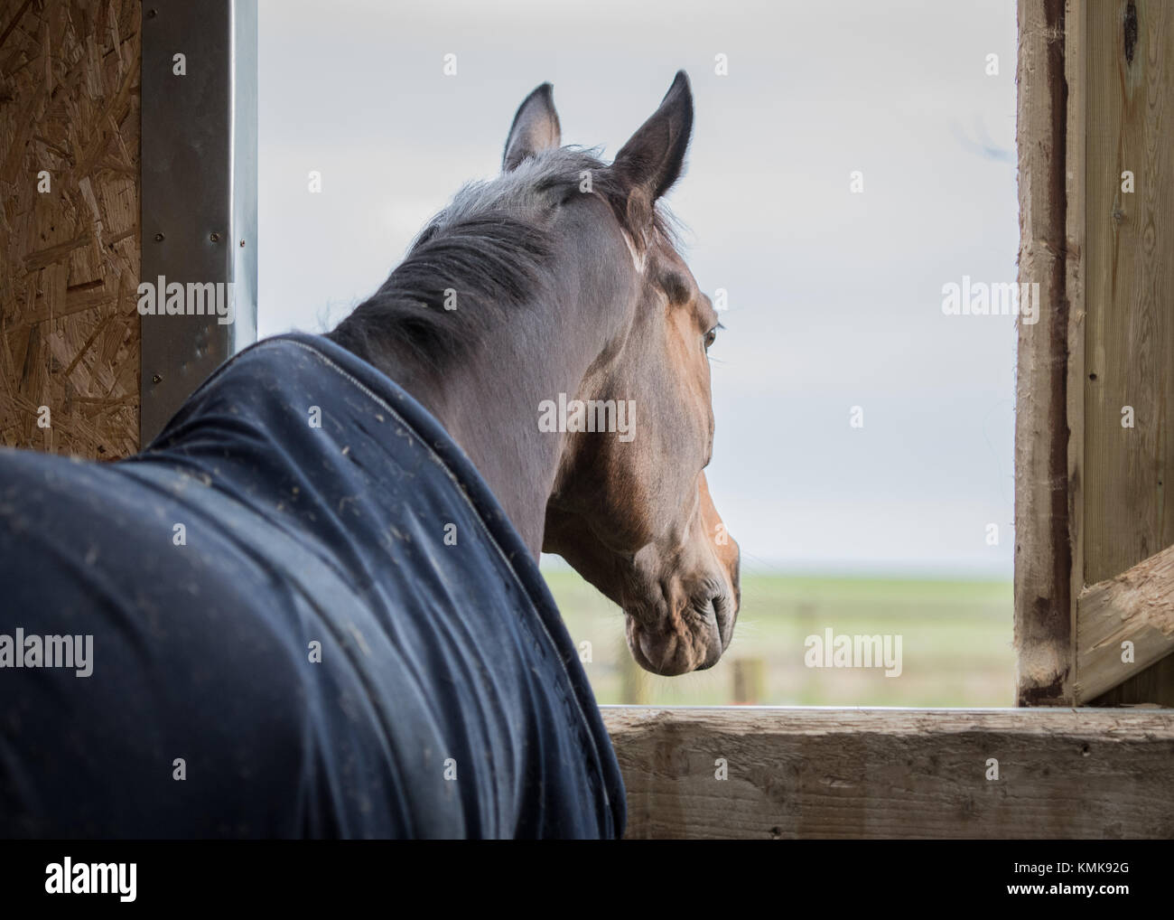 Horse Racing Yard Stock Photo - Alamy