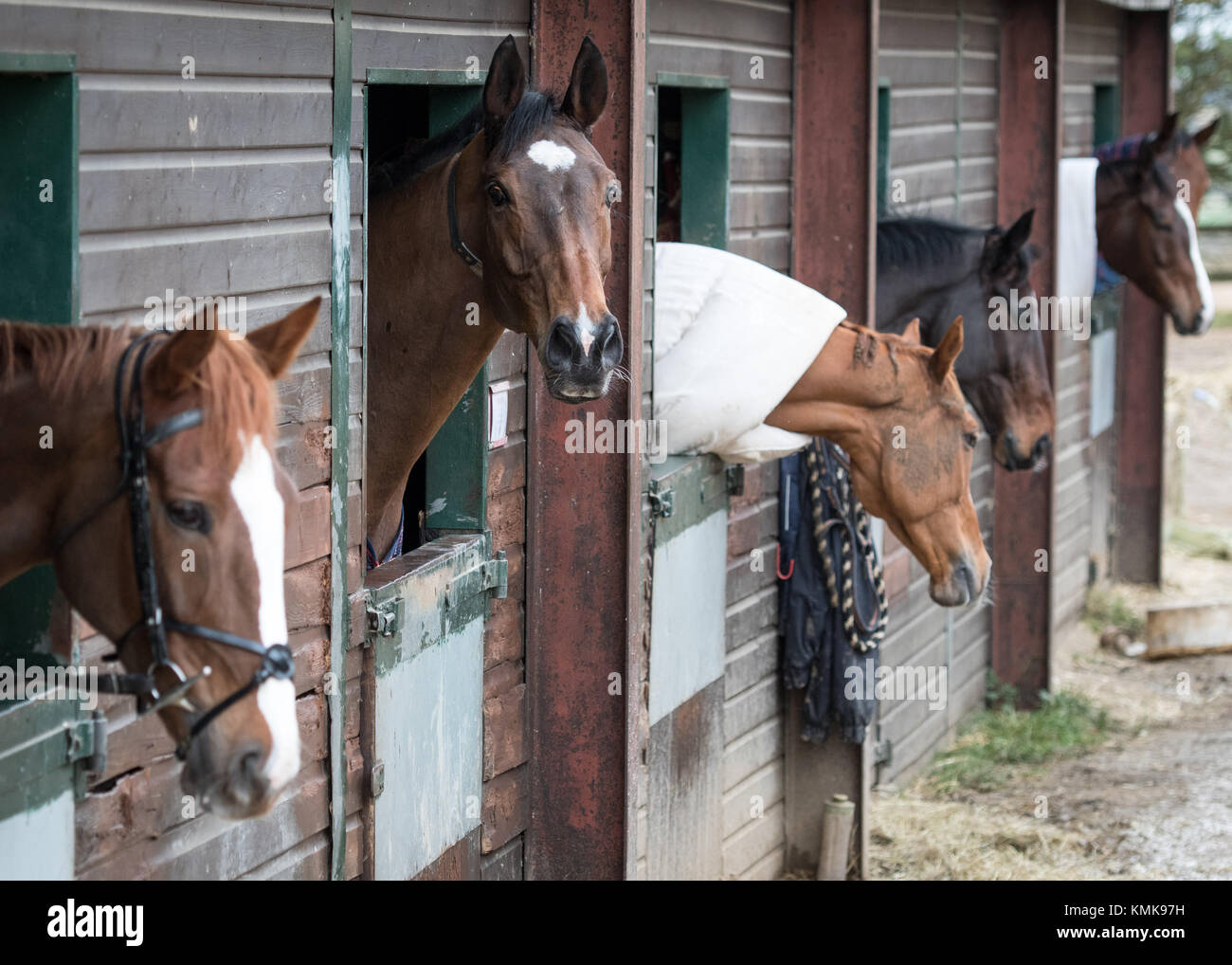 Horse Racing Yard Stock Photo - Alamy