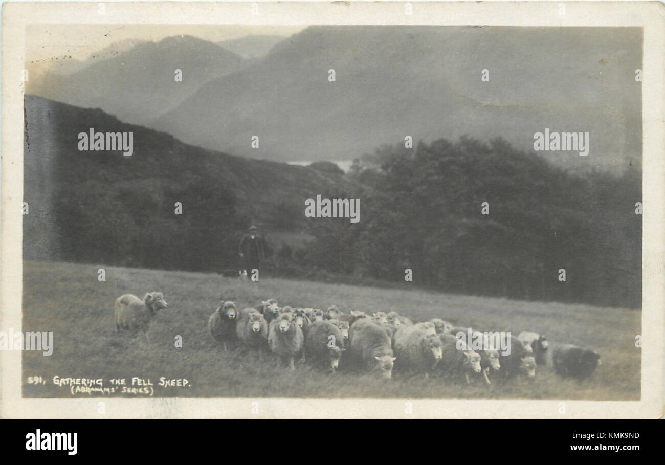 This image captures the process of gathering fell sheep, a traditional ...