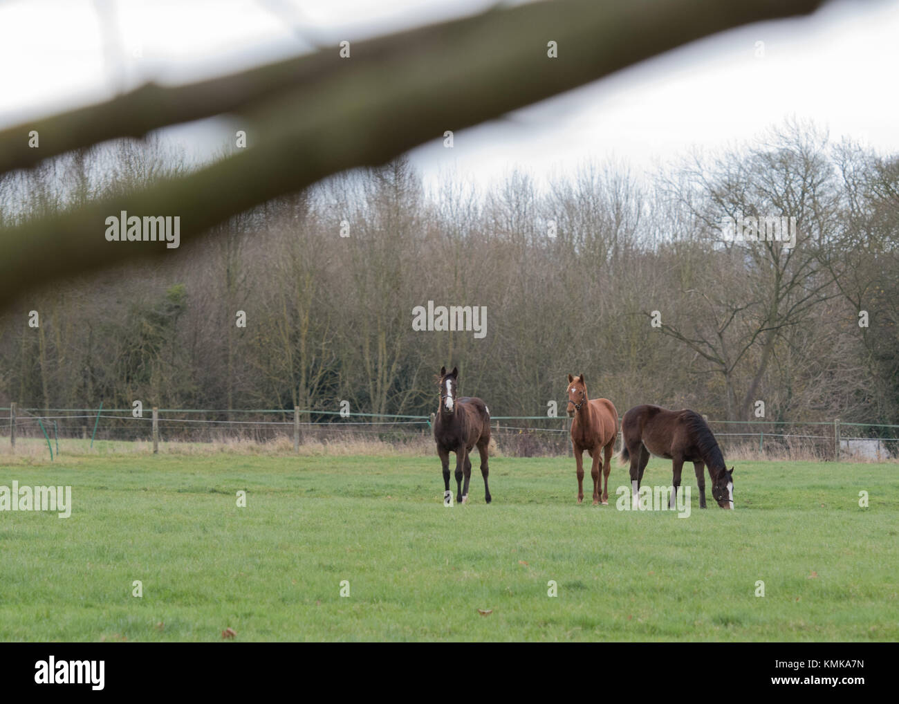 Horse Racing Yard Stock Photo - Alamy
