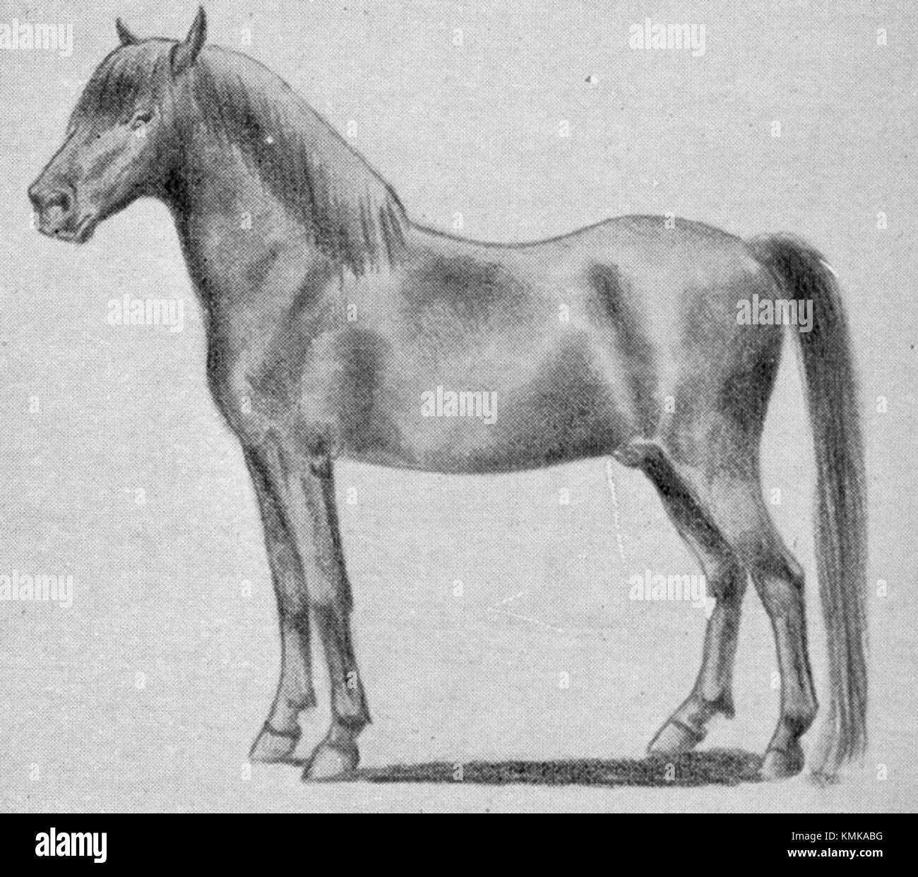 The Batak pony is a breed of horse native to the Batak region in ...