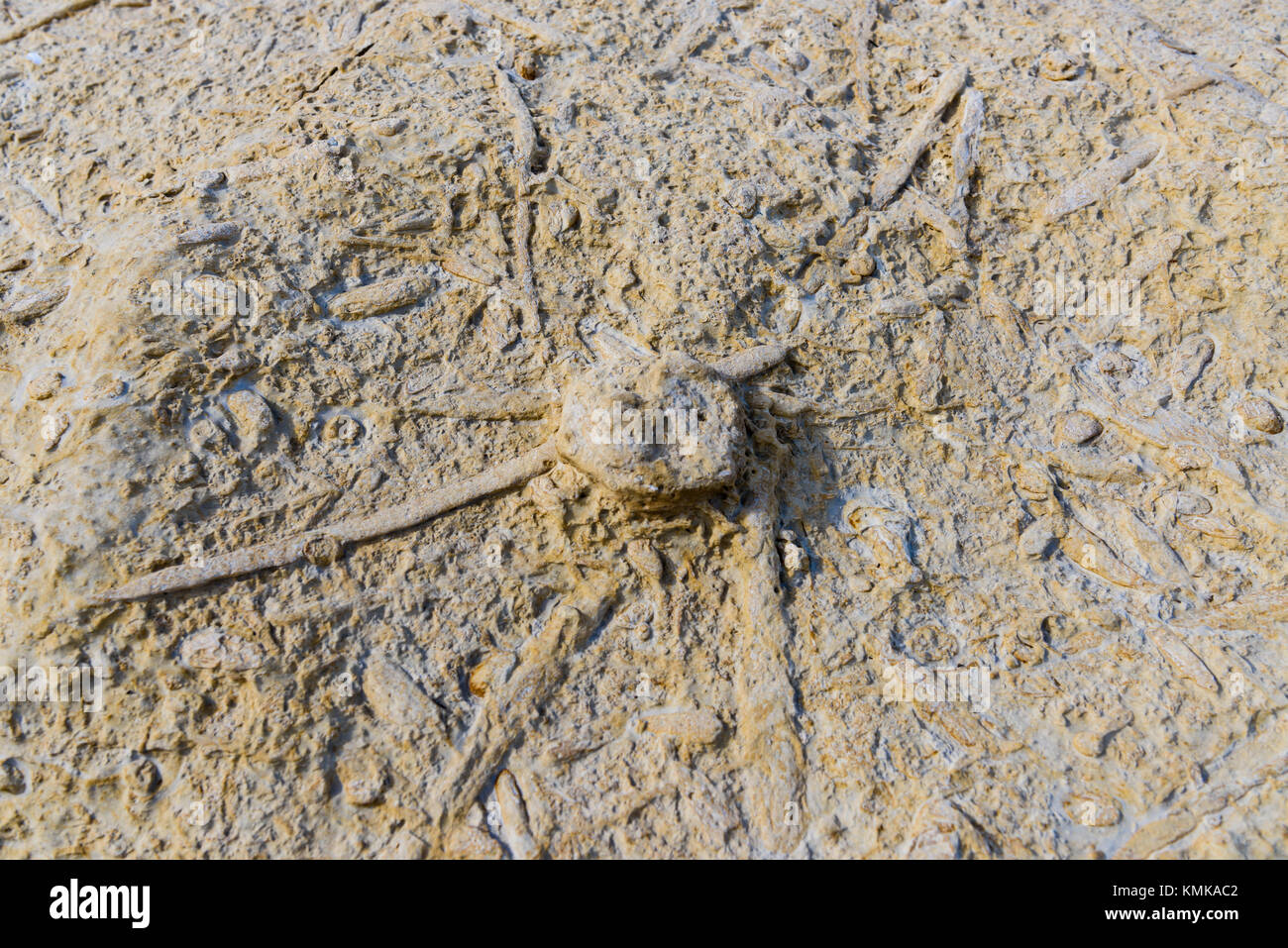 Fossil roots hi-res stock photography and images - Alamy