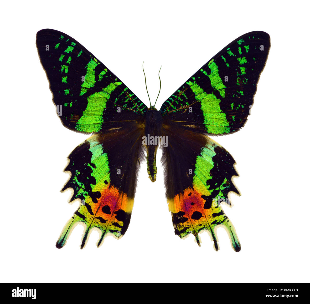 Beautiful exotic colorful Urania Ripheus butterfly isolated on white ...