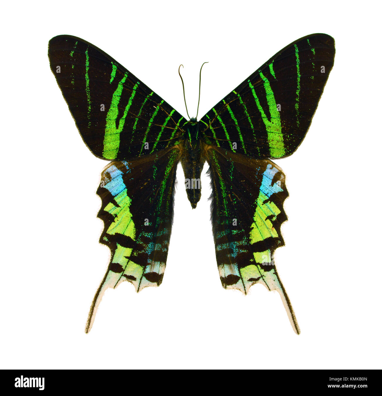 Beautiful exotic colorful Urania Leilus butterfly isolated on white ...