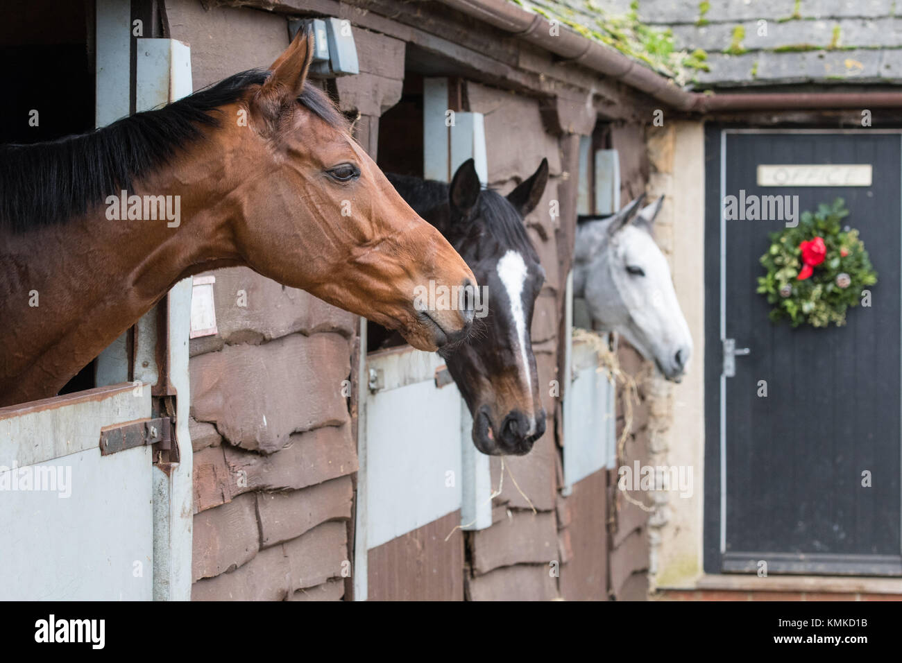 Horse Racing Yard Stock Photo - Alamy