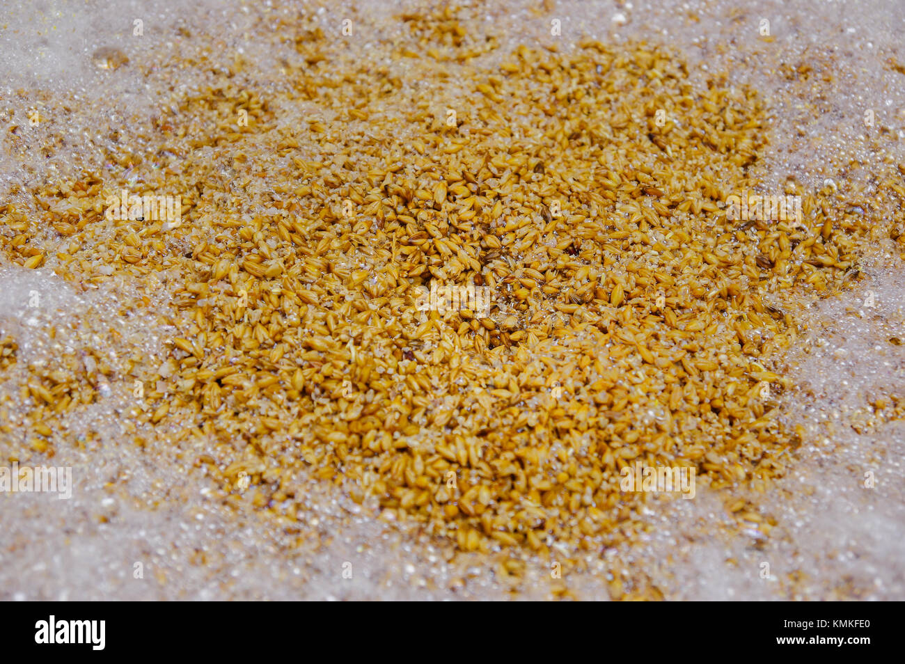 Close up of wheat grains inside of a modern kettles, vessels, in a beer ...