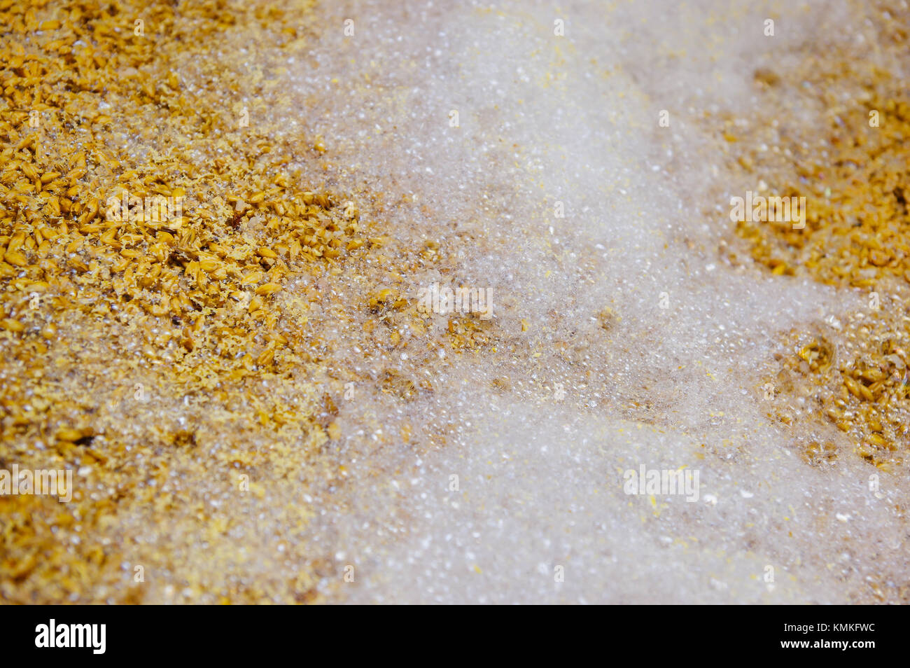 Close up of wheat grains inside of a modern kettles, vessels, in a beer ...