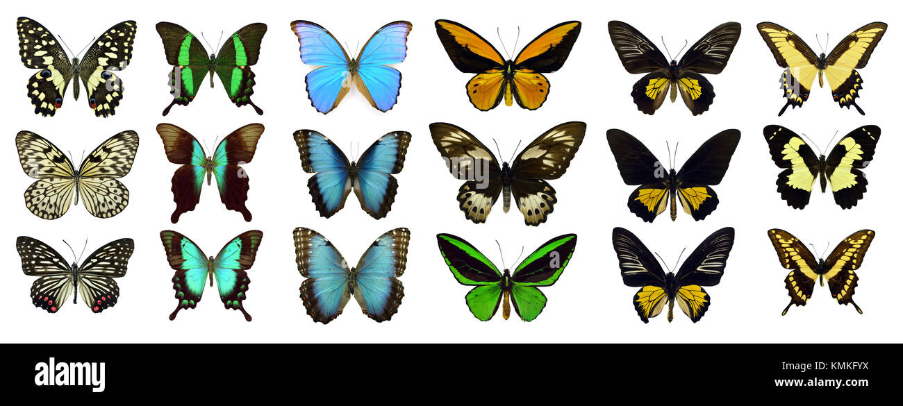 Collection of beautiful exotic colorful butterflies isolated on white ...