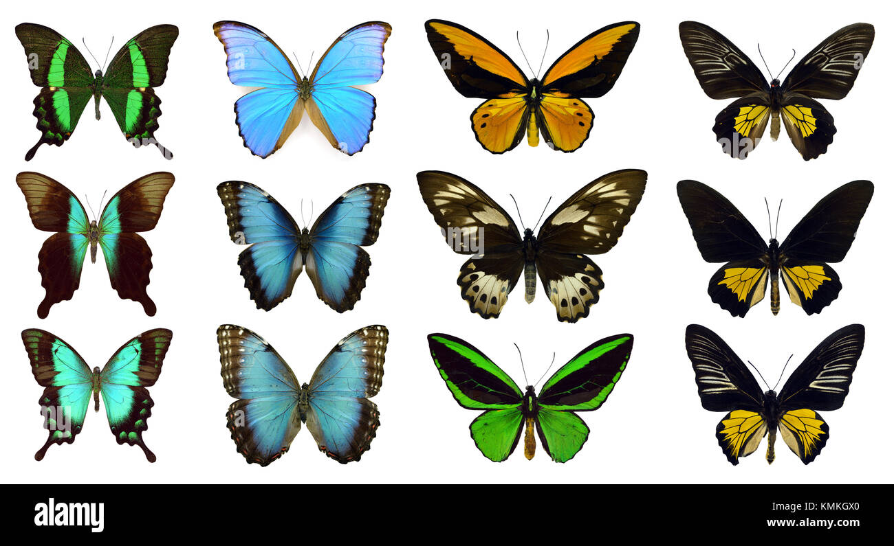 Collection of beautiful exotic colorful butterflies isolated on white ...