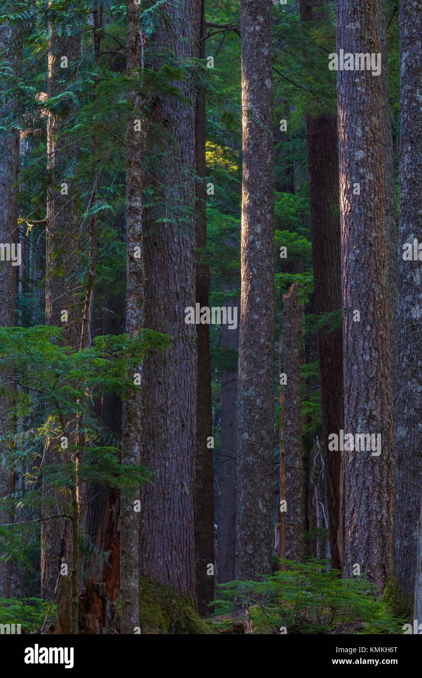 Woods on the Longmire Meadow Trail in Mt Rainier National Park in ...