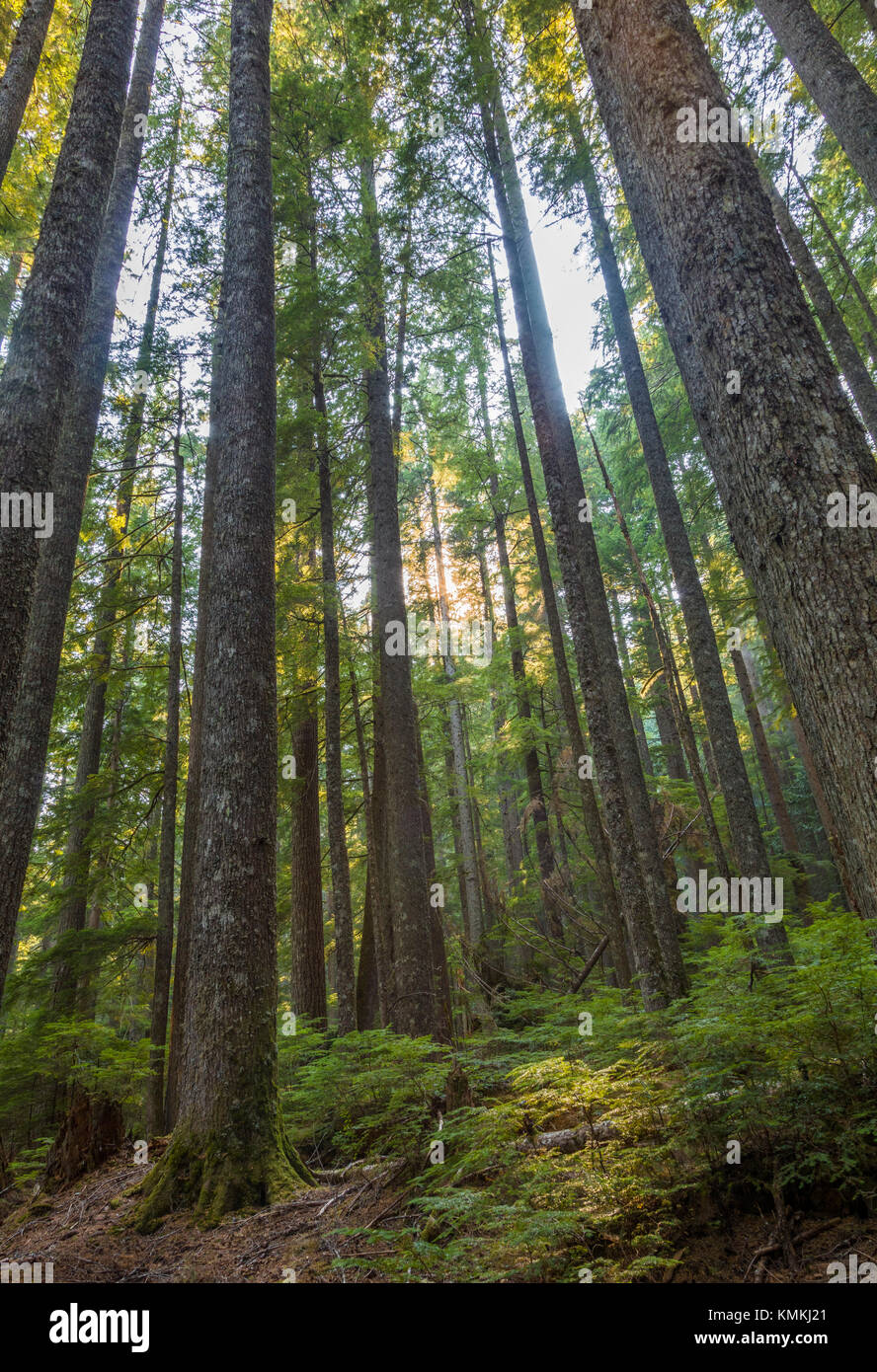 Woods on the Longmire Meadow Trail in Mt Rainier National Park in ...