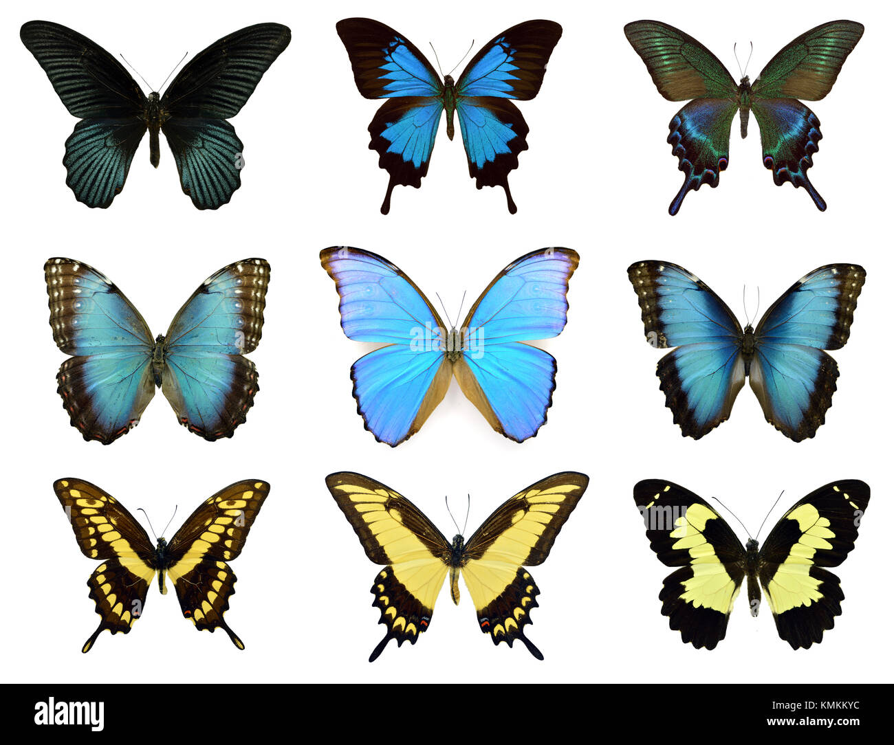 Real Images Of Colorful Butterflies
