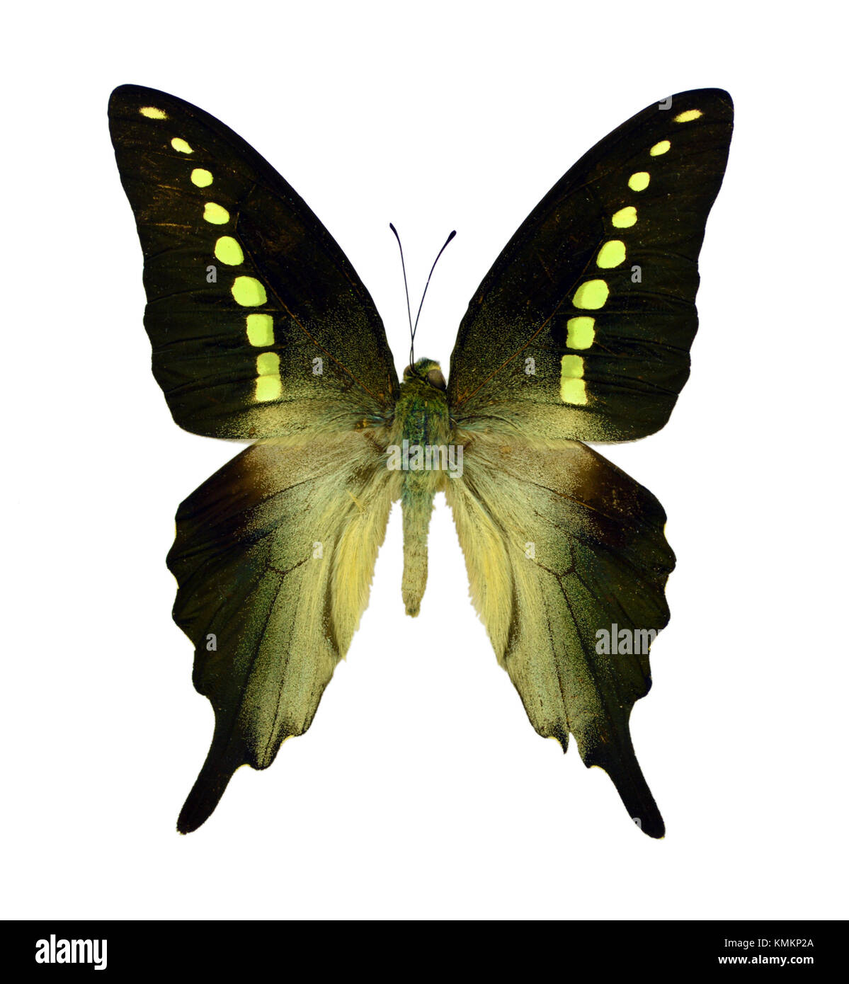 Beautiful exotic colorful Graphium Codrus butterfly isolated on white ...