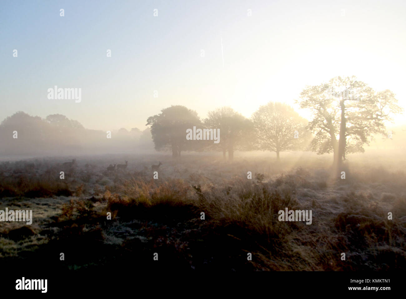 First hard frost of the Winter hits Richmond Park. Featuring ...