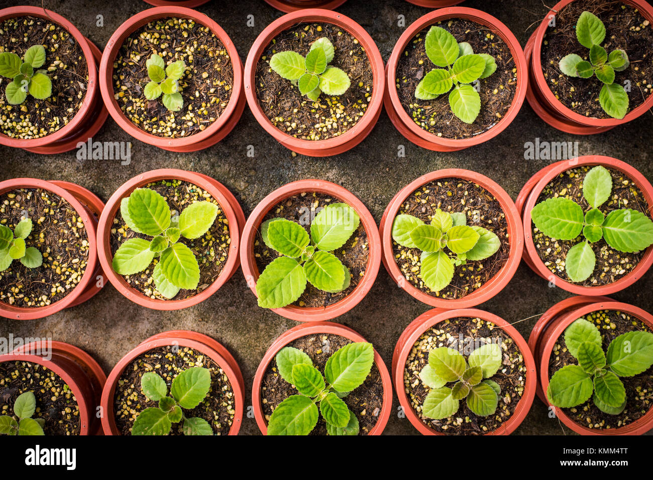 Potted seedlings growing in little brown pots arrange in top view for ...