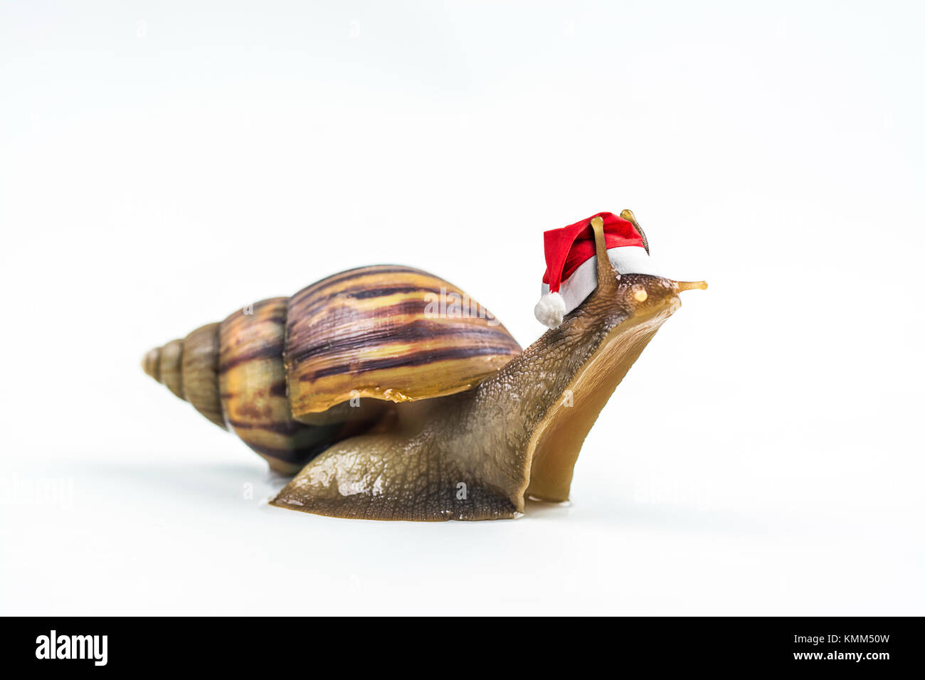 Christmas hat with snails on white background Stock Photo - Alamy