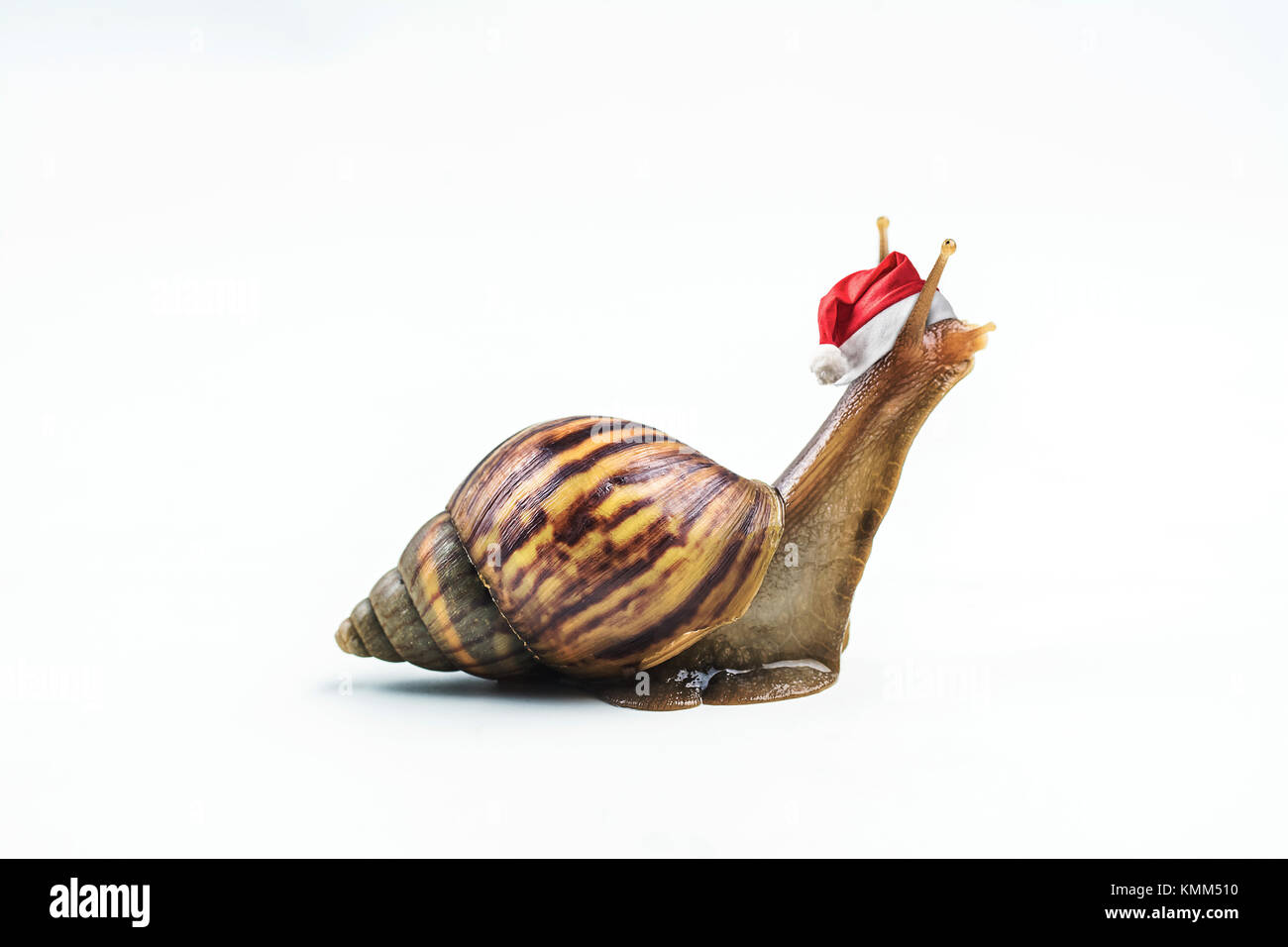 Christmas hat with snails on white background Stock Photo - Alamy
