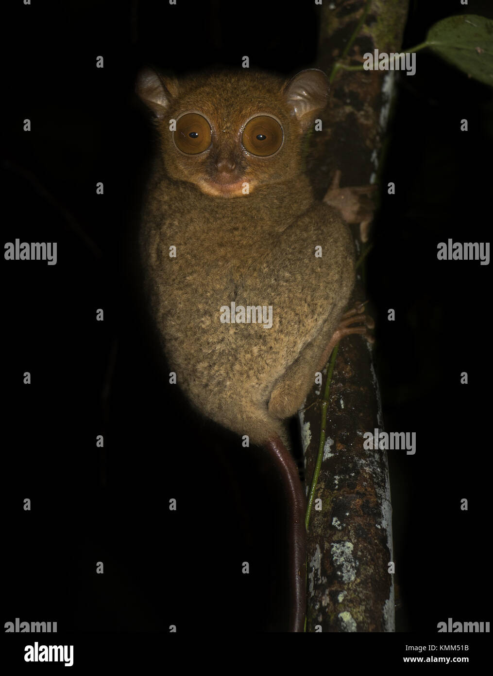 Western tarsier cephalopachus bancanus hi-res stock photography and ...