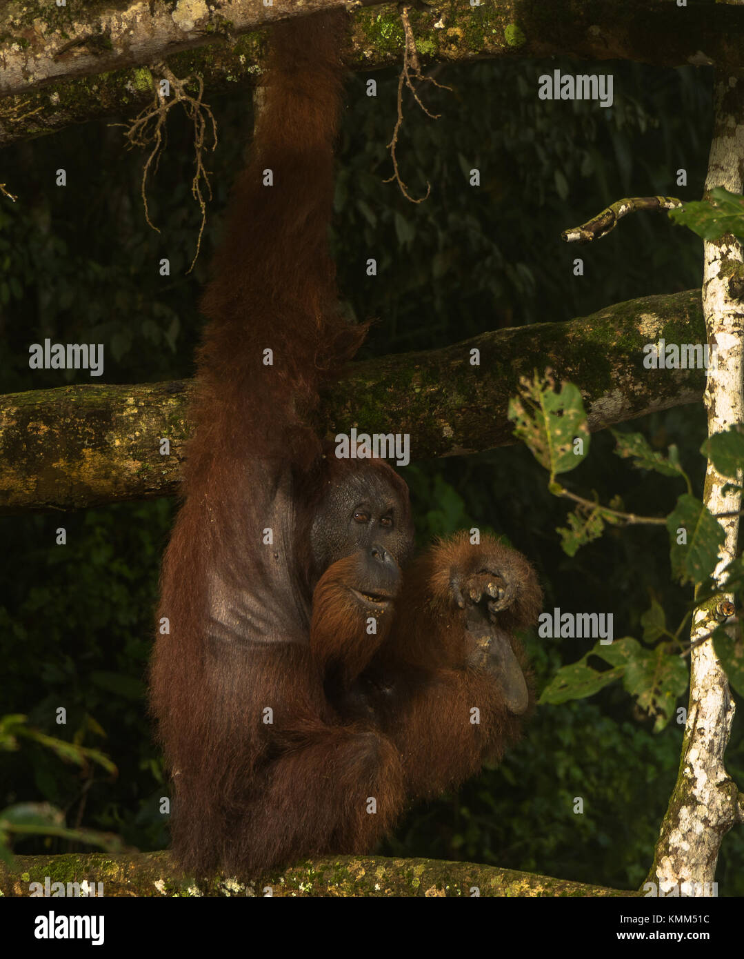 Borneo orangutan male hi-res stock photography and images - Alamy