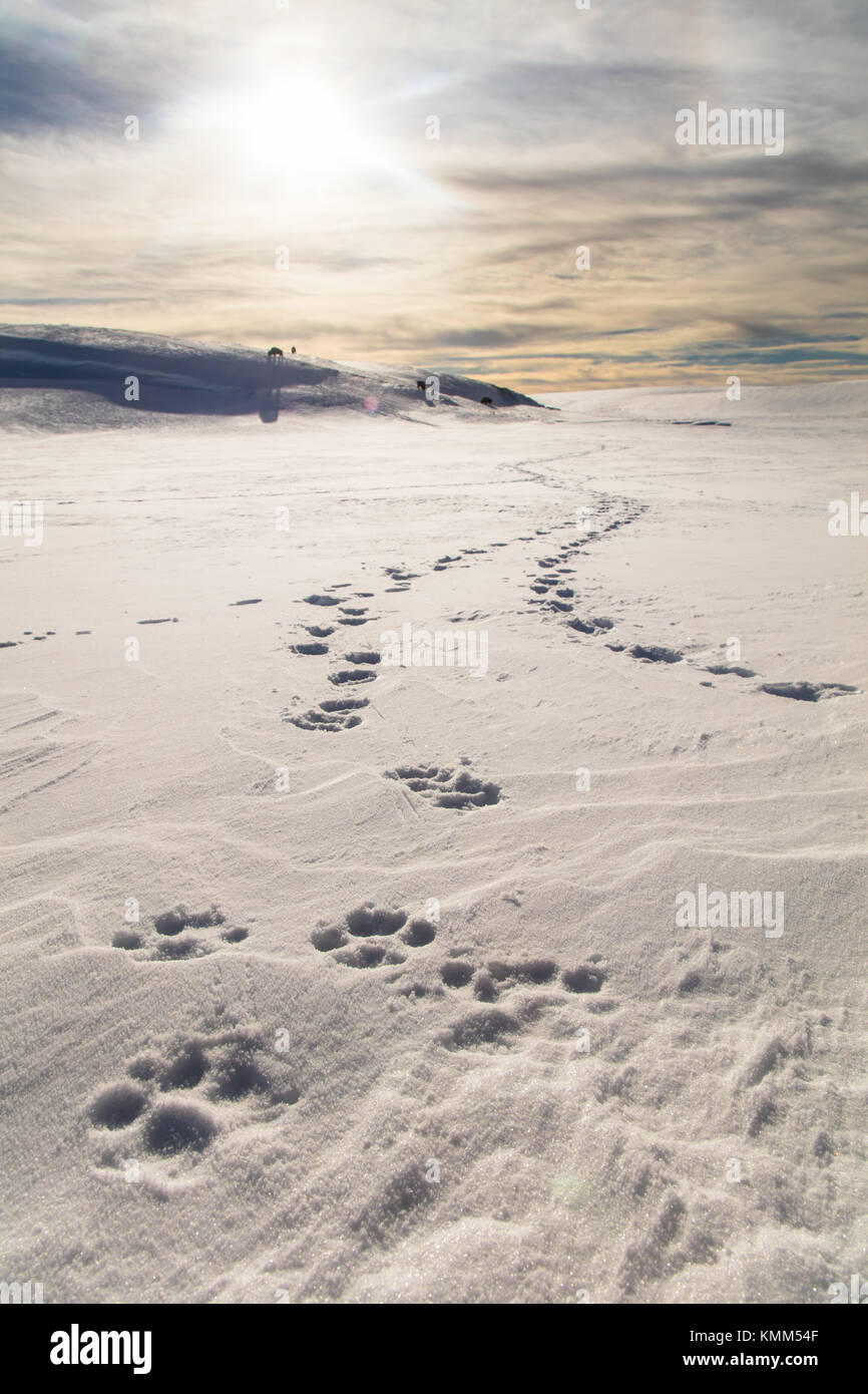 Wolf tracks snow hi-res stock photography and images - Alamy